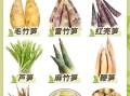 竹笋的种类有哪些_不同竹笋口感区别