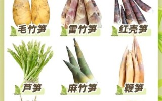 竹笋的种类有哪些_不同竹笋口感区别
