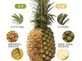 菠萝和凤梨的区别_菠萝又叫凤梨吗