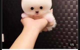 茶杯犬能活多久_茶杯犬多少钱一只