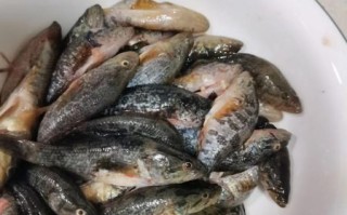 老头鱼怎么做好吃_老头鱼的家常做法