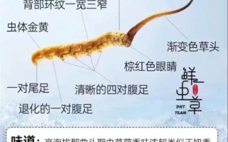 鲜虫草的功效与作用_鲜虫草怎么吃效果最好