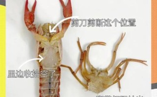 龙虾怎么清洗最干净_处理龙虾内脏步骤