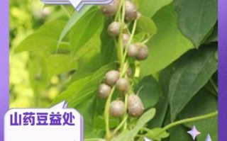 山药豆和山药的区别_哪个营养价值更高