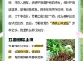 竹薯怎么吃_竹薯的功效与作用