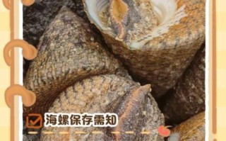 海螺当天不吃怎么储存_海螺保存方法