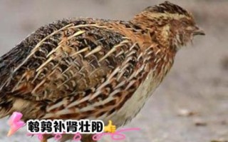 鹌鹑怎么读音_鹌鹑读几声