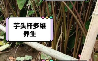 芋头叶子杆的功效与作用_芋头叶子杆怎么吃