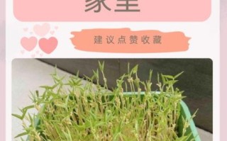 发绿豆芽最简单的方法_绿豆芽怎么发最快