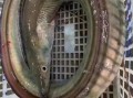 鳗鱼多少钱一斤2019_2019年鳗鱼价格走势