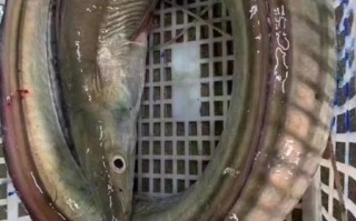 鳗鱼多少钱一斤2019_2019年鳗鱼价格走势