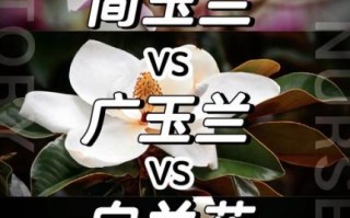 白玉兰什么时候开花_白玉兰和广玉兰的区别