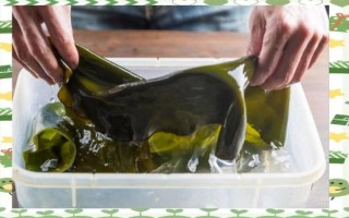 干海带要泡多久_干海带怎么泡发最快