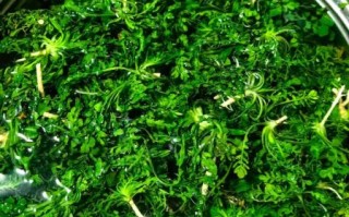 荠菜饺子馅最忌放三样_什么调料不能放