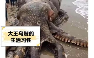 乌贼王是什么_乌贼王厉害吗