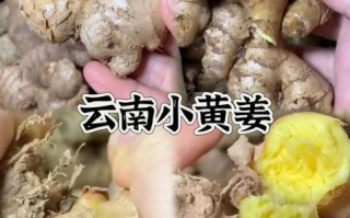 小黄姜的功效与作用_小黄姜的禁忌人群有哪些