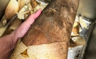 毛竹笋怎么处理_毛竹笋怎么做啊