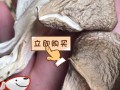 鲍鱼菇干怎么泡发_鲍鱼菇干怎么炒才好吃