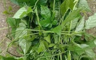 绞股蓝图片大全_绞股蓝长什么样