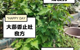 茴香的功效与禁忌_孕妇能吃茴香吗