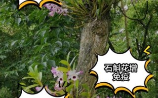 铁皮石斛花图片_铁皮石斛花功效与作用