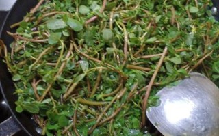 麻子菜怎么做好吃_麻子菜的做法大全