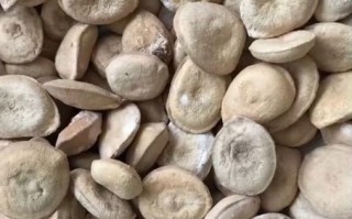 马钱子图片大全大图_马钱子长什么样