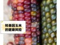 转基因玉米的危害有哪些_转基因玉米对人体有害吗