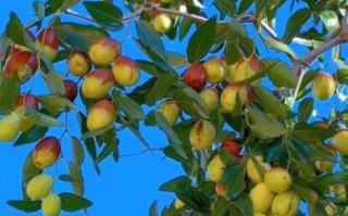 红枣树图片大全大图高清_红枣树高清大图怎么拍