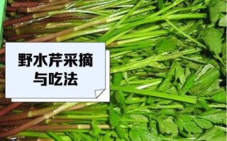 野生水芹菜的功效与作用_野生水芹菜怎么吃
