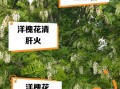 洋槐花泡水喝的功效_洋槐花泡水怎么喝才健康
