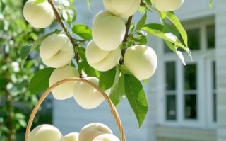 爱玉果树怎么种_爱玉果树多久结果