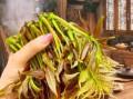 香椿怎么吃才安全_香椿芽怎么焯水去毒