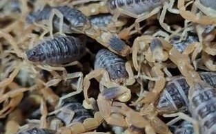 养2000只蝎子成本_养蝎子一年能赚多少钱