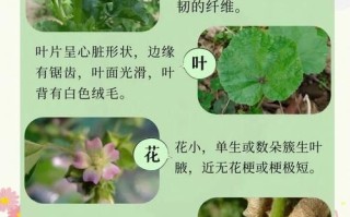 葵菜的功效与作用_葵菜怎么吃最养生