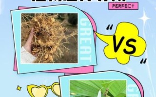 玉竹和黄精的区别_哪个更适合养生