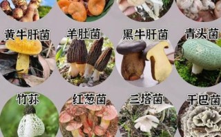 常见食用蘑菇种类_如何区分54种可食用蘑菇