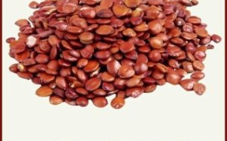 酸枣仁怎么吃效果好_酸枣仁一天吃多少克