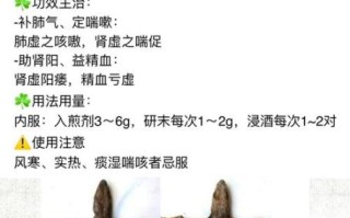 蛤蚧是什么动物_蛤蚧和壁虎的区别