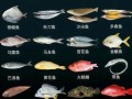 海鱼图片大全及名字_常见海鱼种类识别