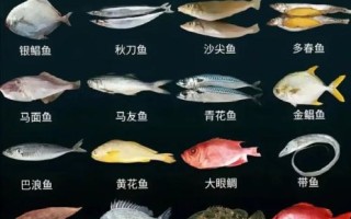 海鱼图片大全及名字_常见海鱼种类识别