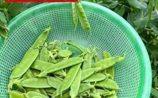 豌豆荚怎么下载到桌面_豌豆荚电脑版安装教程