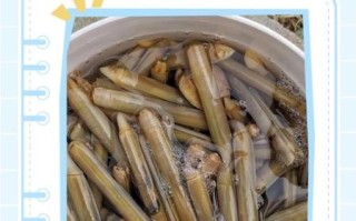 竹节蛏的营养价值_竹节蛏适合什么人吃