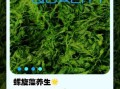 螺旋藻片怎么吃减肥_饭前还是饭后吃
