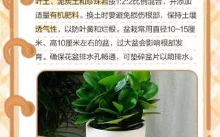 豆瓣菜怎么种_豆瓣菜种植方法