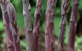 芦笋怎么种_芦笋种植技术与管理