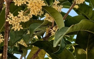 桂花蜜by居无竹全文在哪看_桂花蜜小说结局是什么