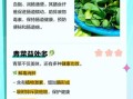 青菜的营养价值有哪些_吃青菜能补什么