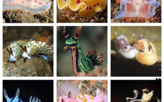 海兔种类有哪些_海兔有毒吗