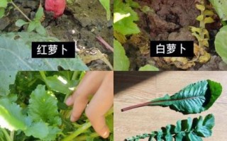 萝卜坑怎么挖_萝卜坑间距多少合适